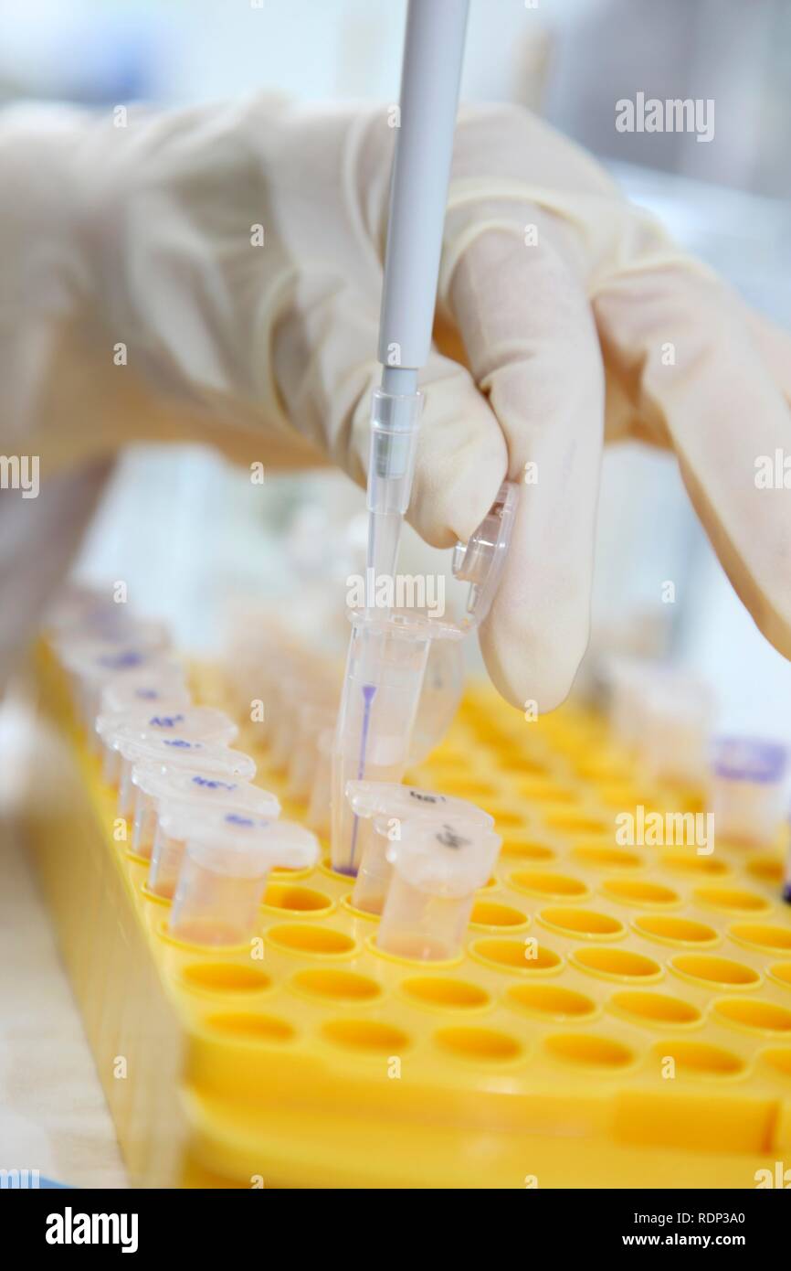 Laboratory, pipetting of DNA samples into Eppendorf tubes, Centre for ...
