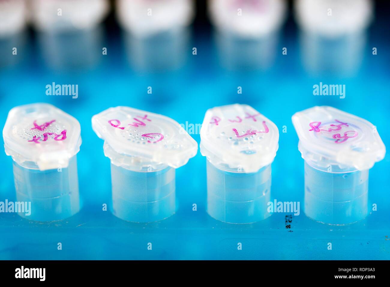 Laboratory, DNA samples in test tubes, Eppendorf tubes, Centre for ...