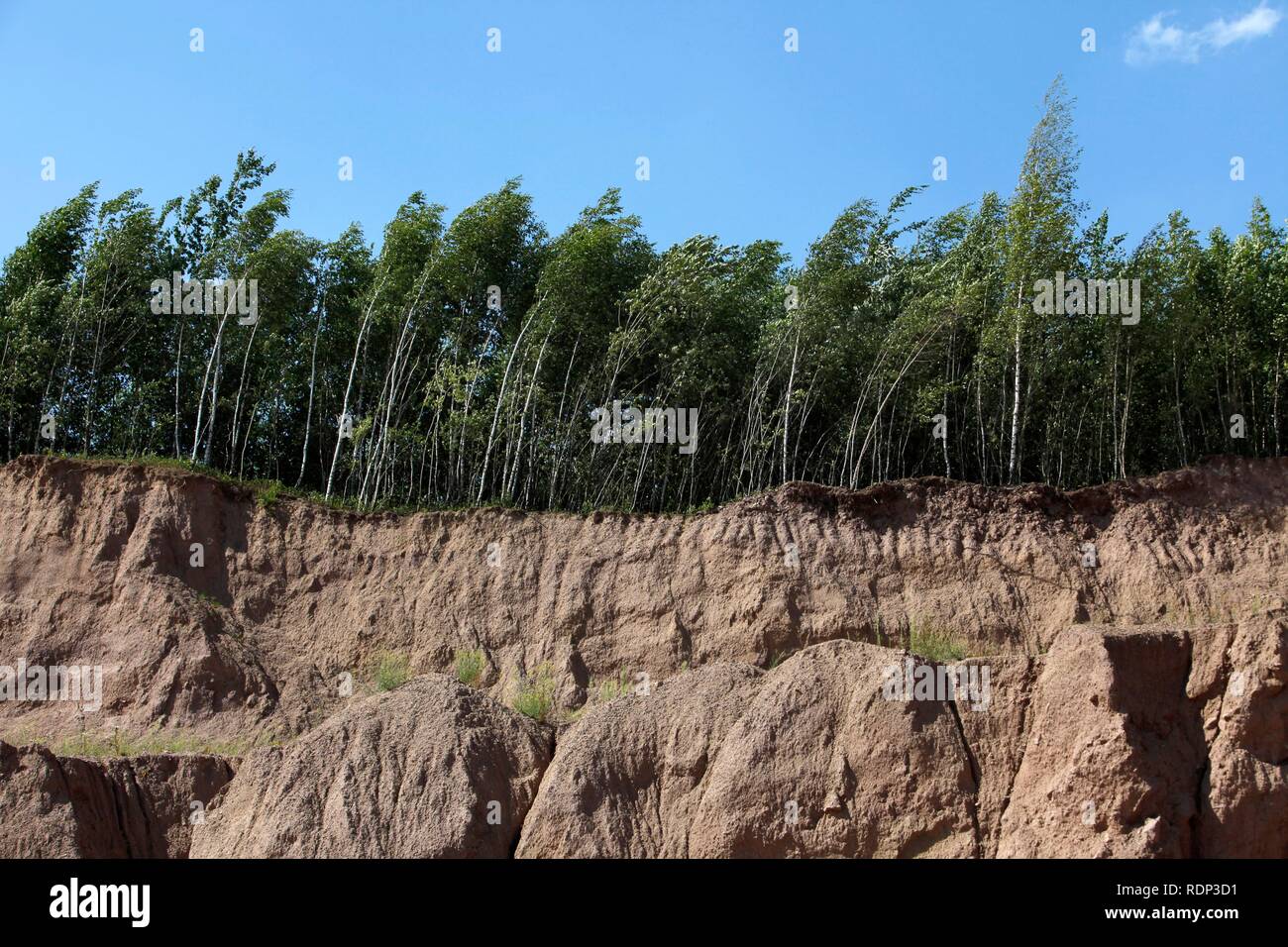 Birch trees on the edge of steep erosion, washed away soil in a forest ...
