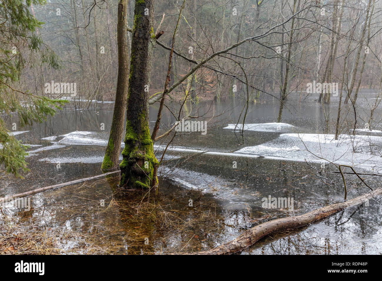 Early spring in the forest, trees over water, Poland Stock Photo - Alamy