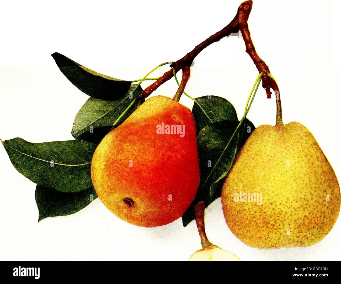 George francis lyon Cut Out Stock Images & Pictures - Alamy