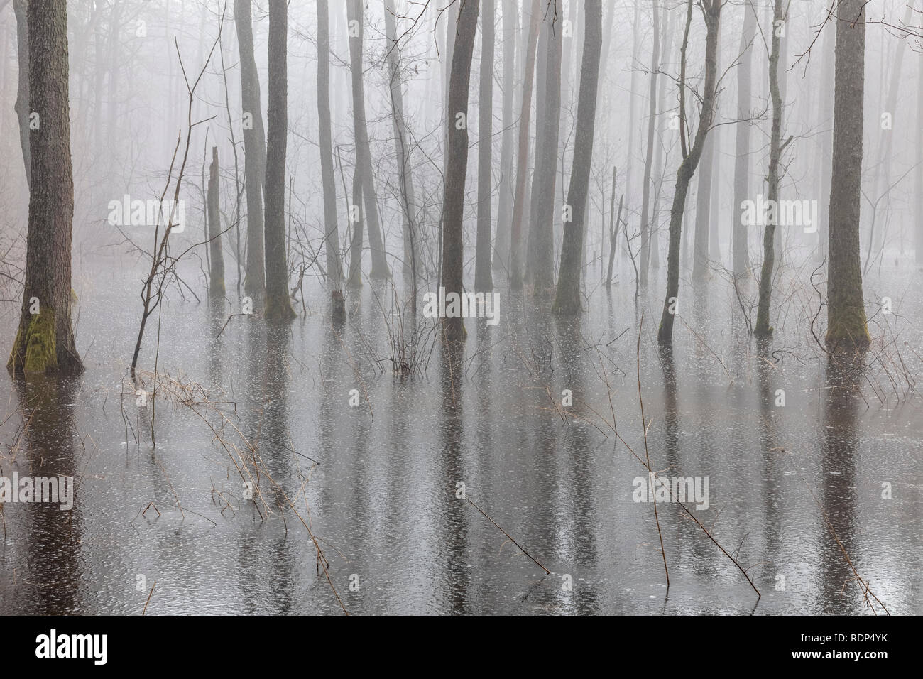 Early spring in the forest, trees over water, Poland Stock Photo - Alamy