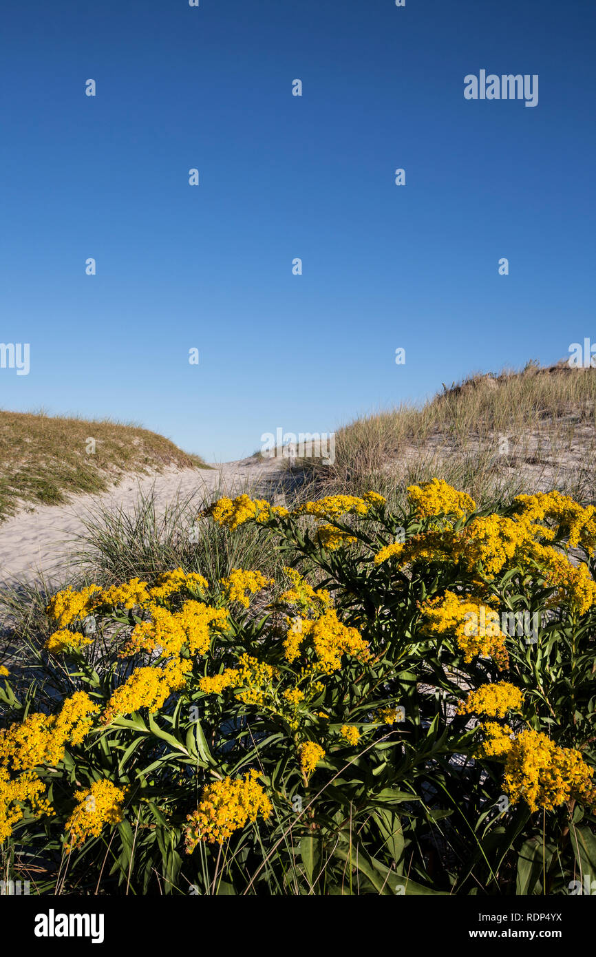 Seaside goldenrod hi-res stock photography and images - Alamy