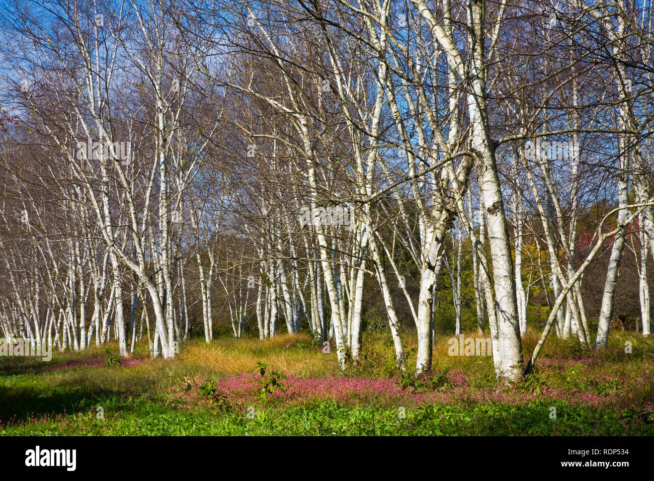 White birch landscape, abstract woodland, Vermont, fall New England ...