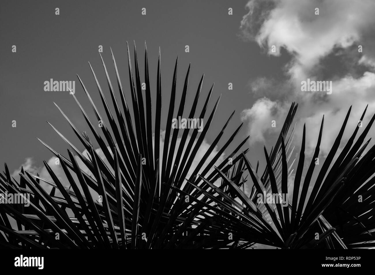 Branch of tree Stock Photo - Alamy