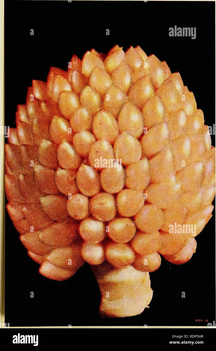 Teosinte and modern corn hi-res stock photography and images - Alamy