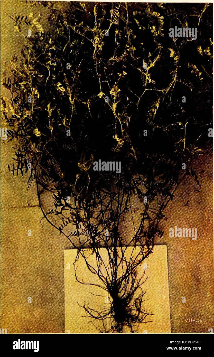 Root nodules leguminous hi-res stock photography and images - Alamy