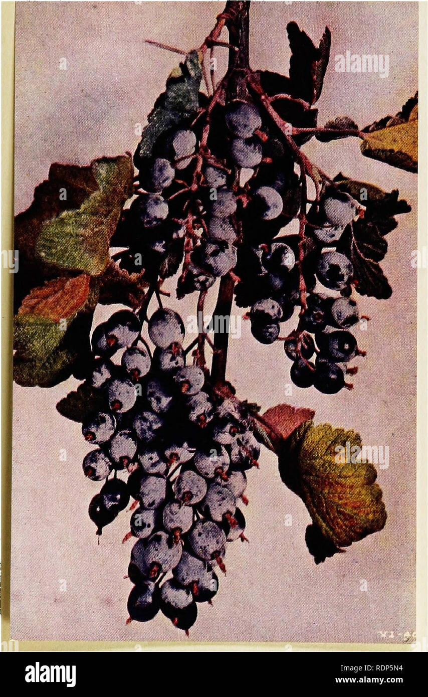 Selective attention flowering plant hi-res stock photography and images ...