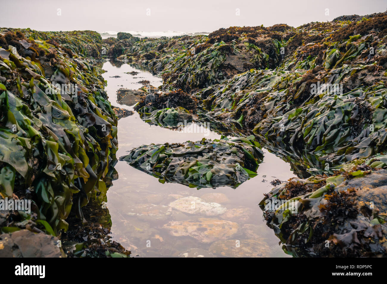 Tidepools and rocks covered in seaweed during low tide at Fitzgerald ...
