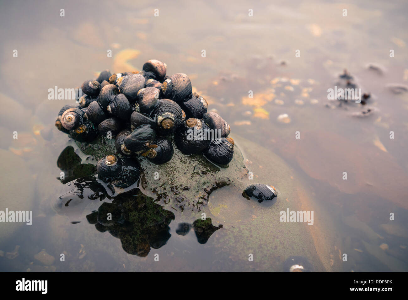 Sea snails at the Fitzgerald Marine Reserve tidepools during low tide ...