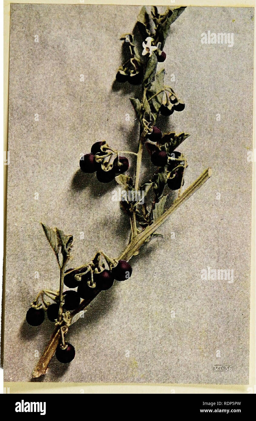 Sunberry hi-res stock photography and images - Alamy