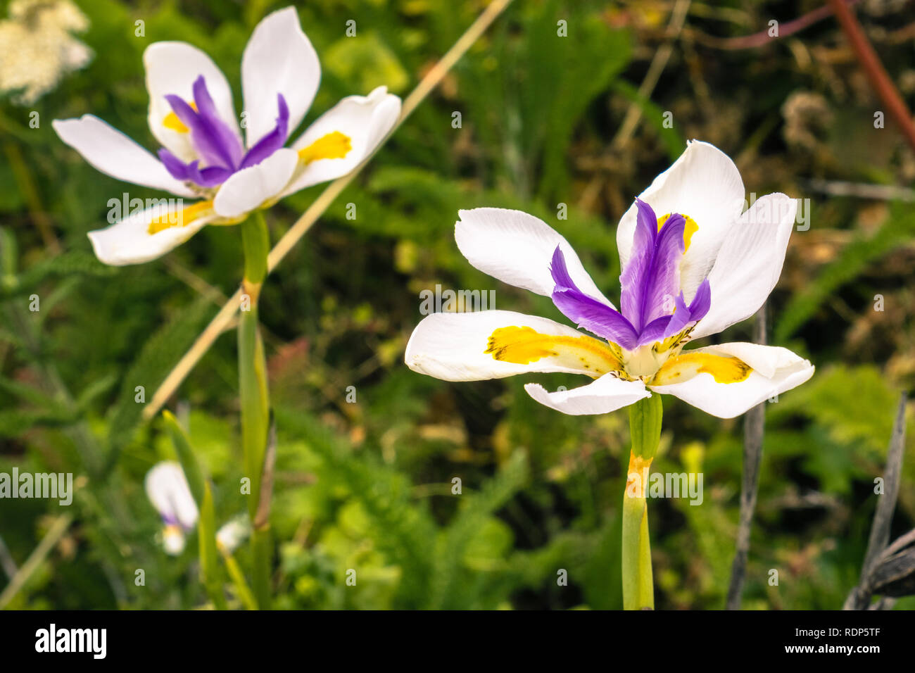 African iris hi-res stock photography and images - Alamy