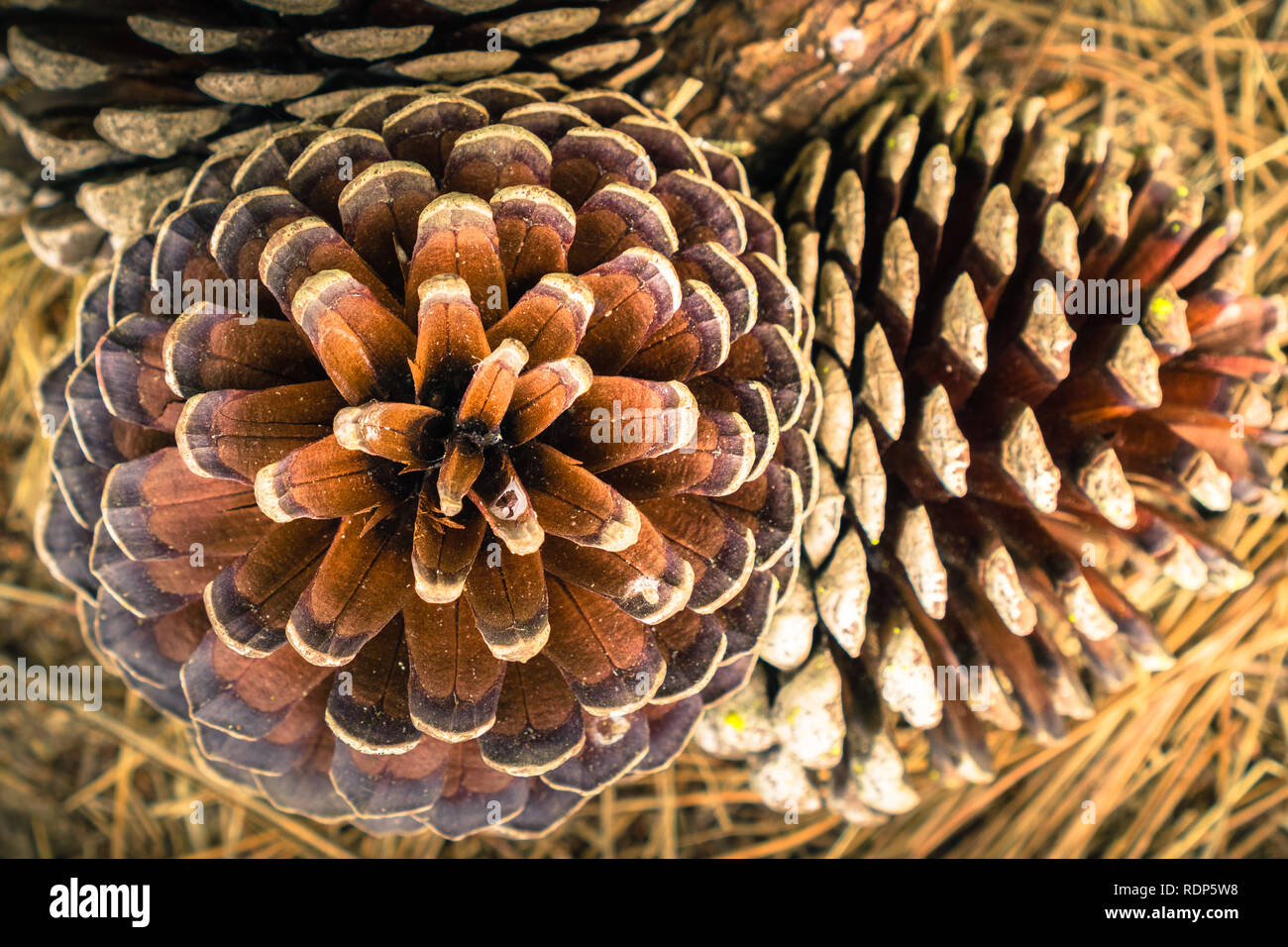 Pine cone symmetry hi-res stock photography and images - Alamy