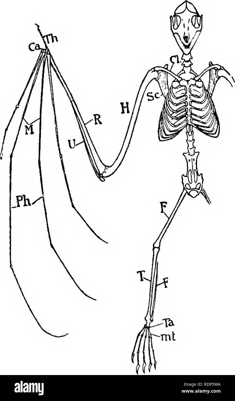. Outlines of zoology. Zoology. CHIROPTERA. 725 but narrows rapidly ...