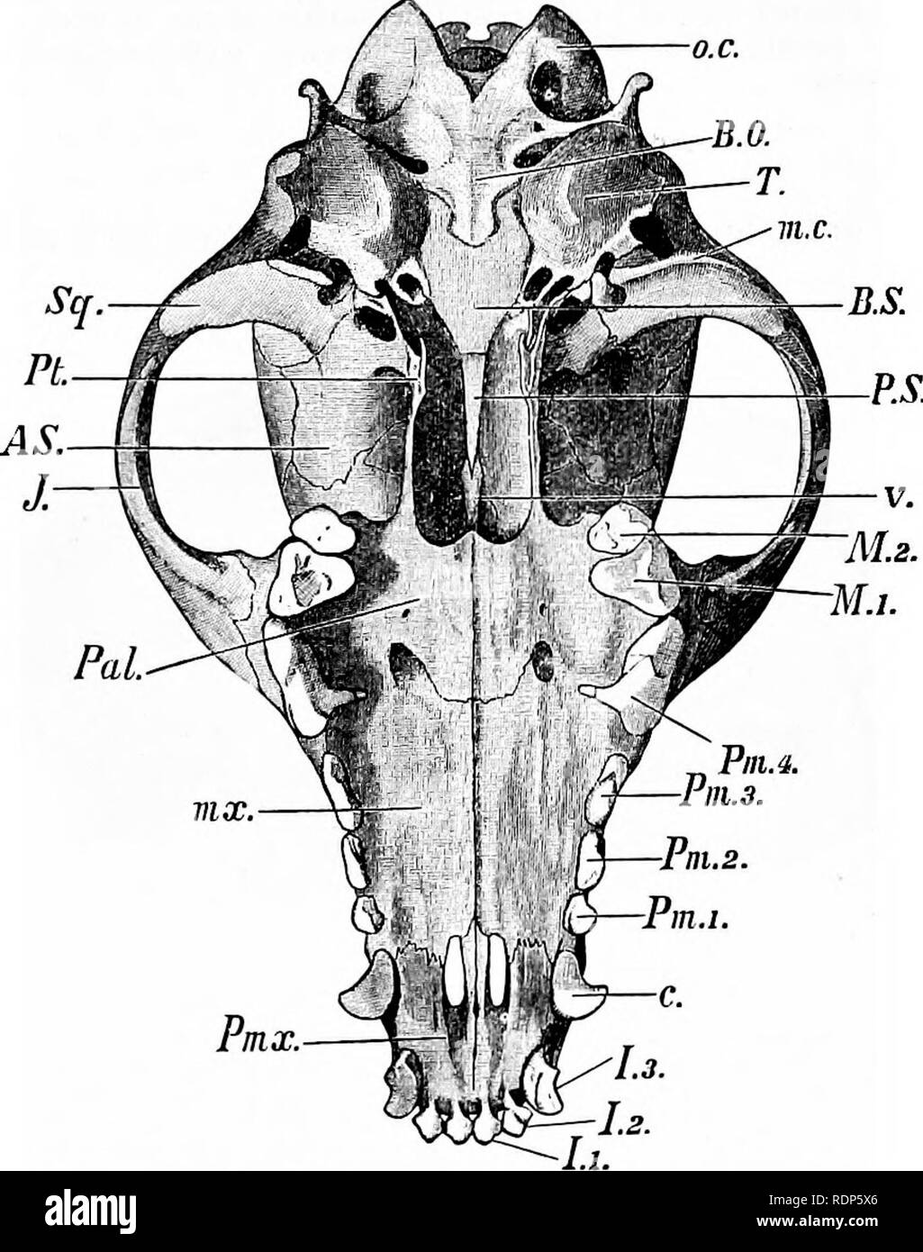 Fossa claws hi-res stock photography and images - Alamy