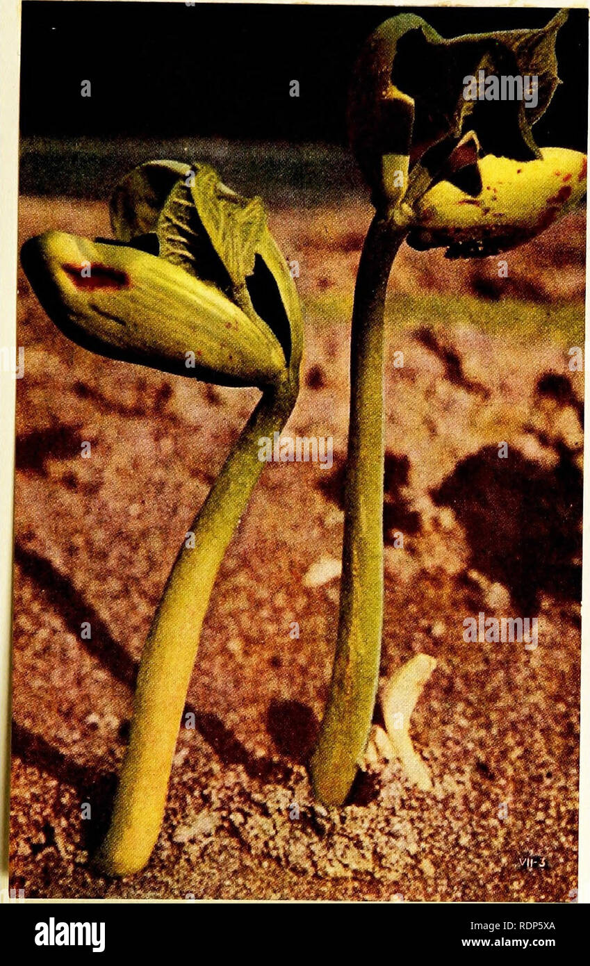 . Luther Burbank, his methods and discoveries and their practical ...