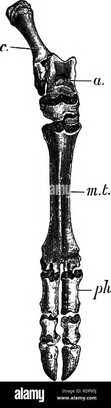 Pig´s feet Black and White Stock Photos & Images - Alamy