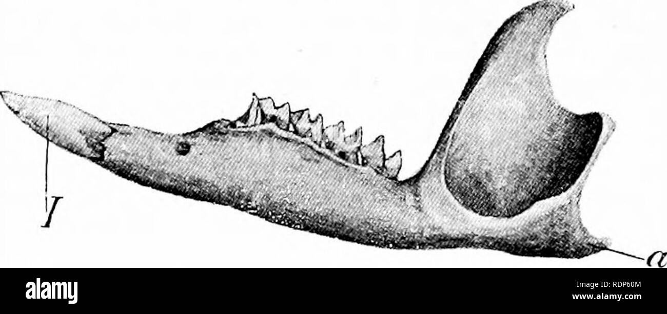 . Outlines of zoology. Zoology. 686 MAMMALIA. saved and insulated, the ...