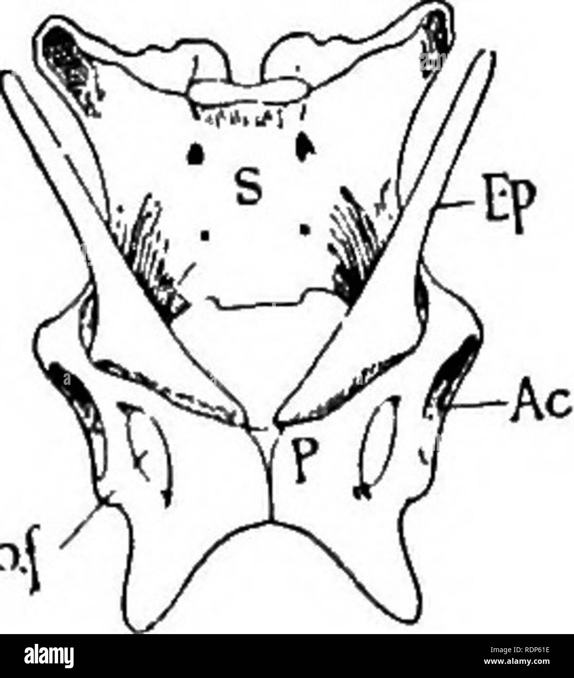 . Outlines of zoology. Zoology. PROTOTHERIA. 683 The vertebral centra ...