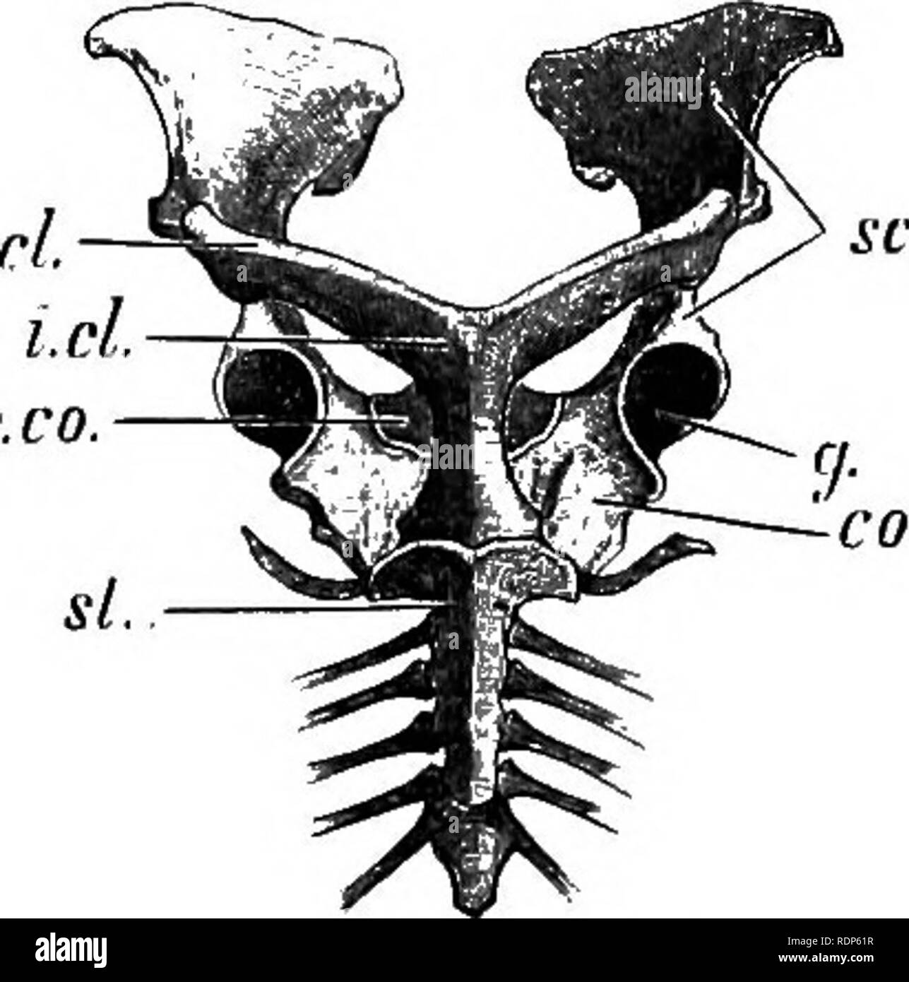 Creodonta hi-res stock photography and images - Alamy