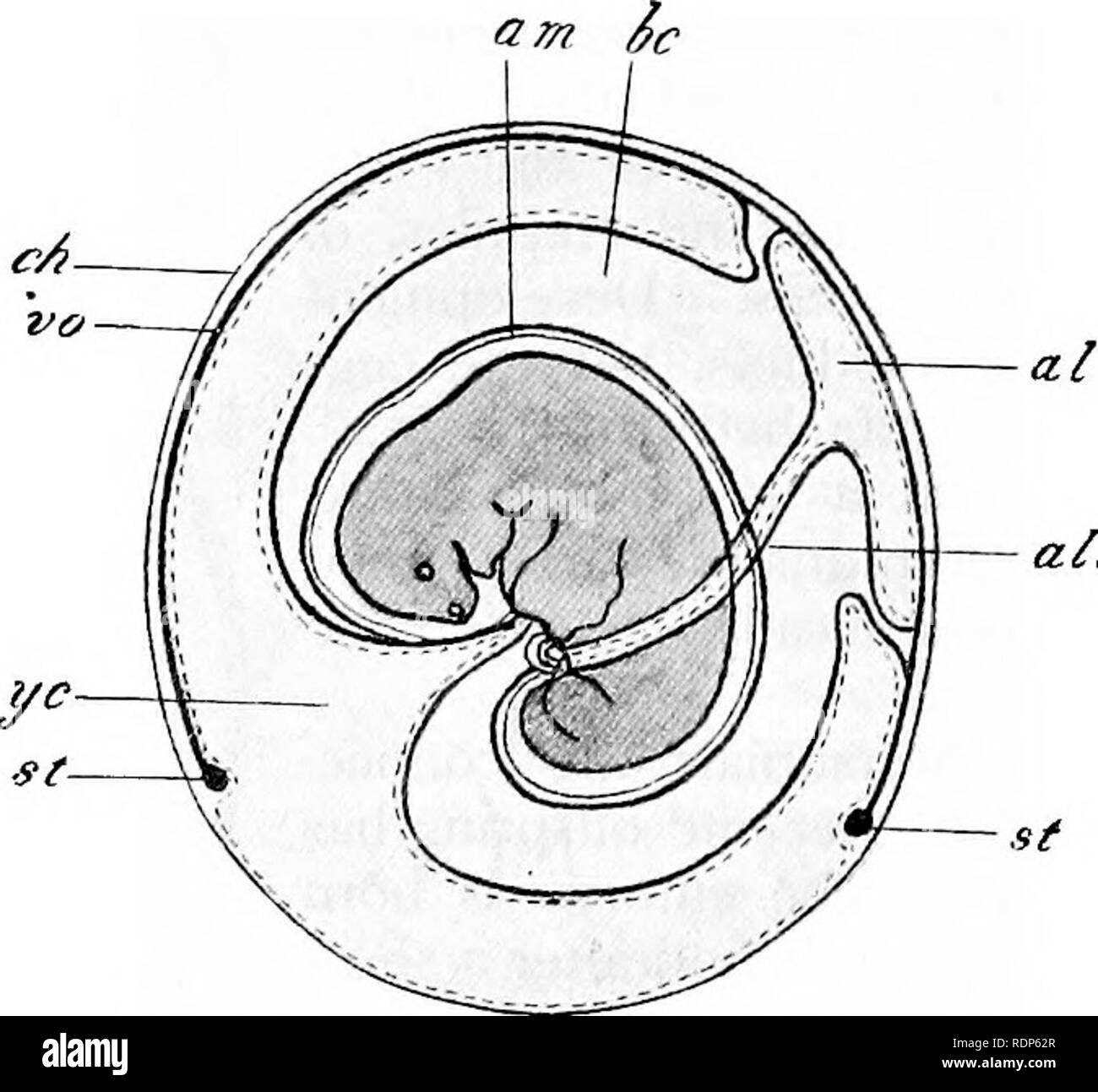 Allantoic stalk hi-res stock photography and images - Alamy