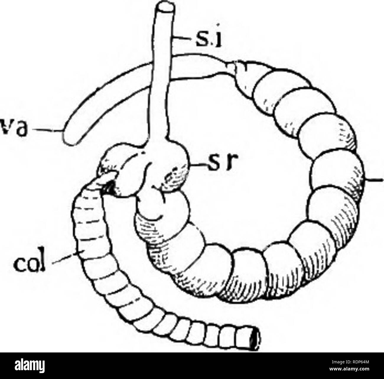 Cartilage of nostrils Black and White Stock Photos & Images - Alamy