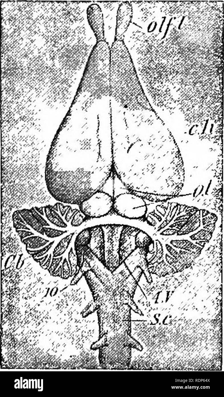 . Outlines of zoology. Zoology. 648 MAMMALIA. side of the ...