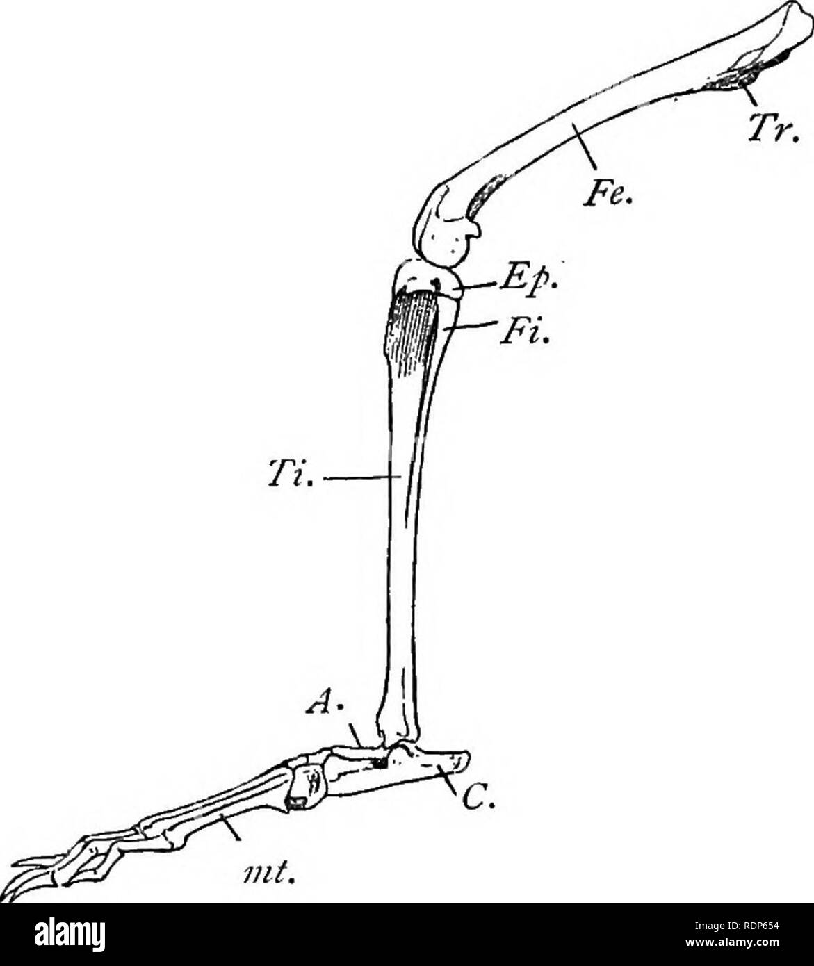 . Outlines of zoology. Zoology. SKELETON. 645 cromion process. The ...