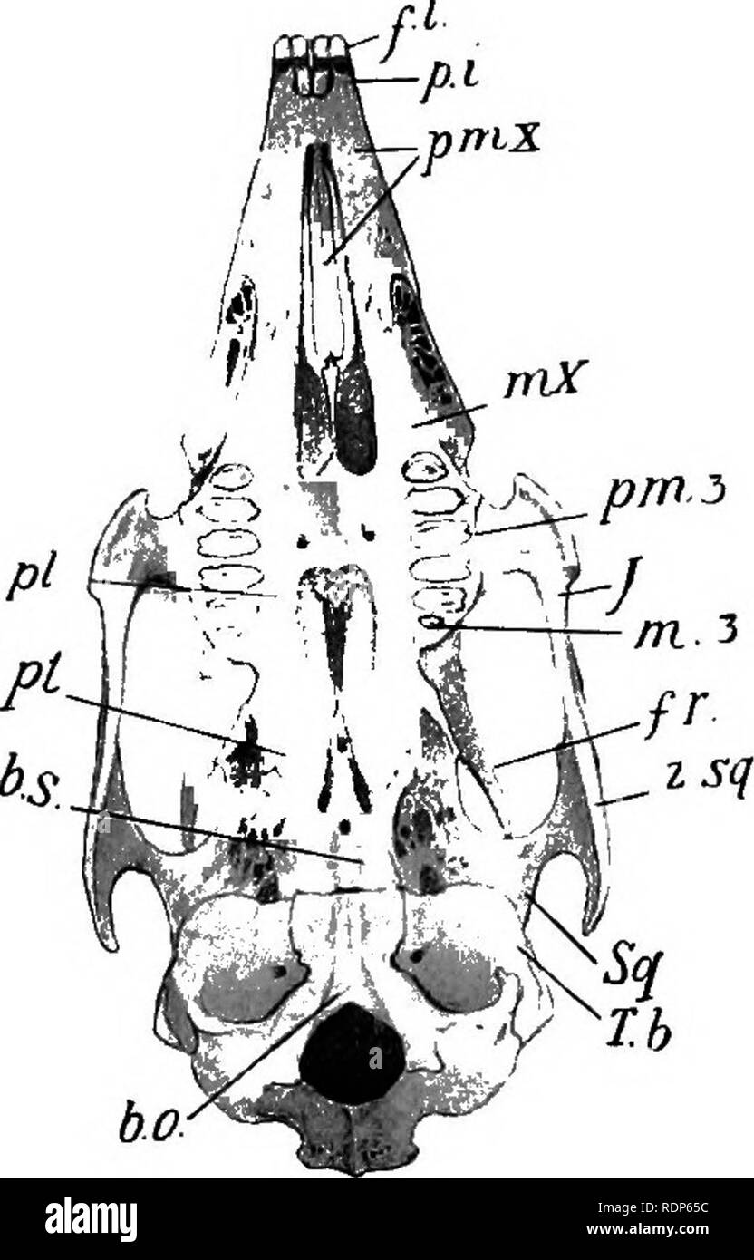 Cribriform plates Black and White Stock Photos & Images - Alamy