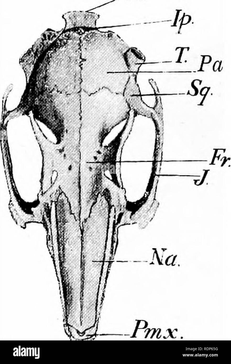 Occipital posterior Black and White Stock Photos & Images - Alamy