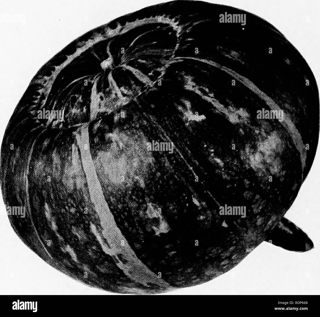 Breeding ball Black and White Stock Photos & Images - Alamy