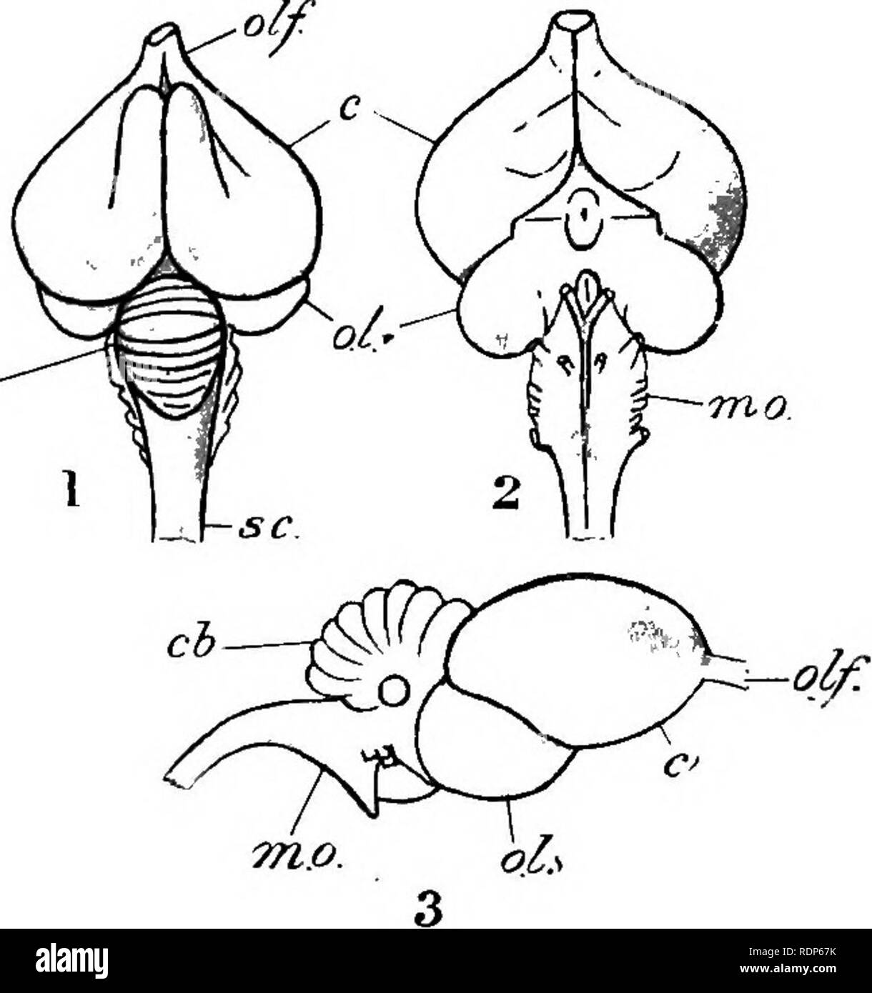 Acute sense of taste hi-res stock photography and images - Alamy