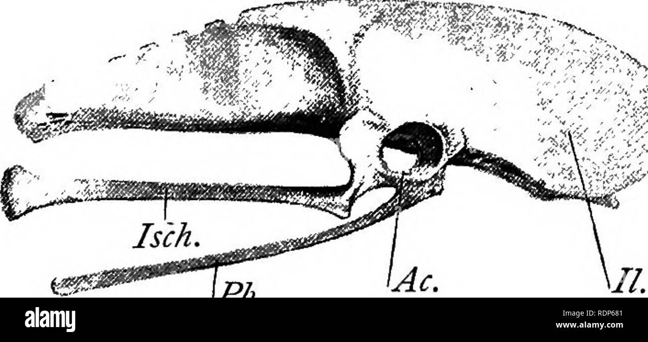 . Outlines of zoology. Zoology. 604 BIRDS. tympanum to the inner ear ...