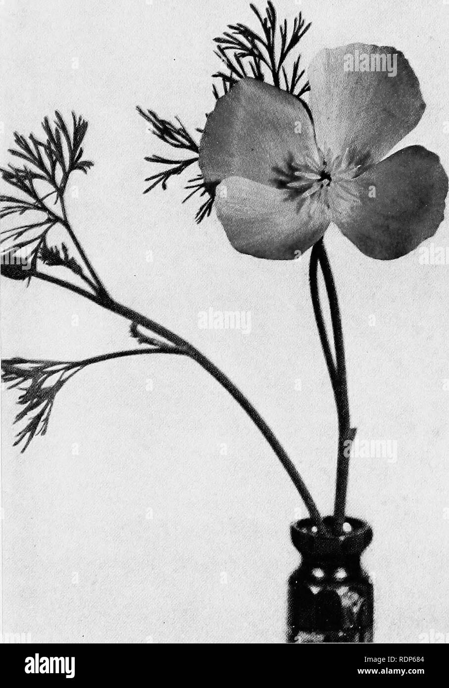 Morphology variation Black and White Stock Photos & Images - Alamy