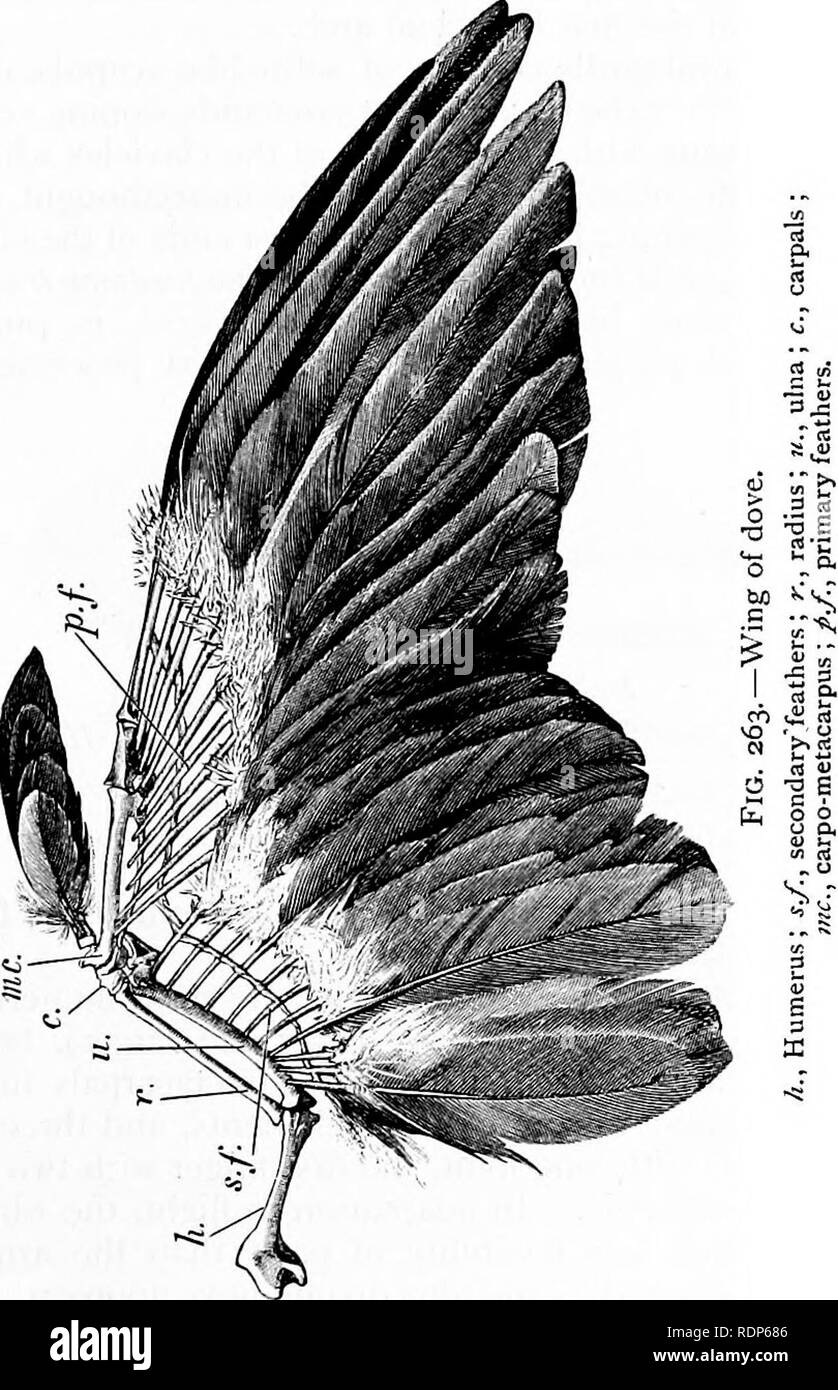Bony rostrum hi-res stock photography and images - Alamy