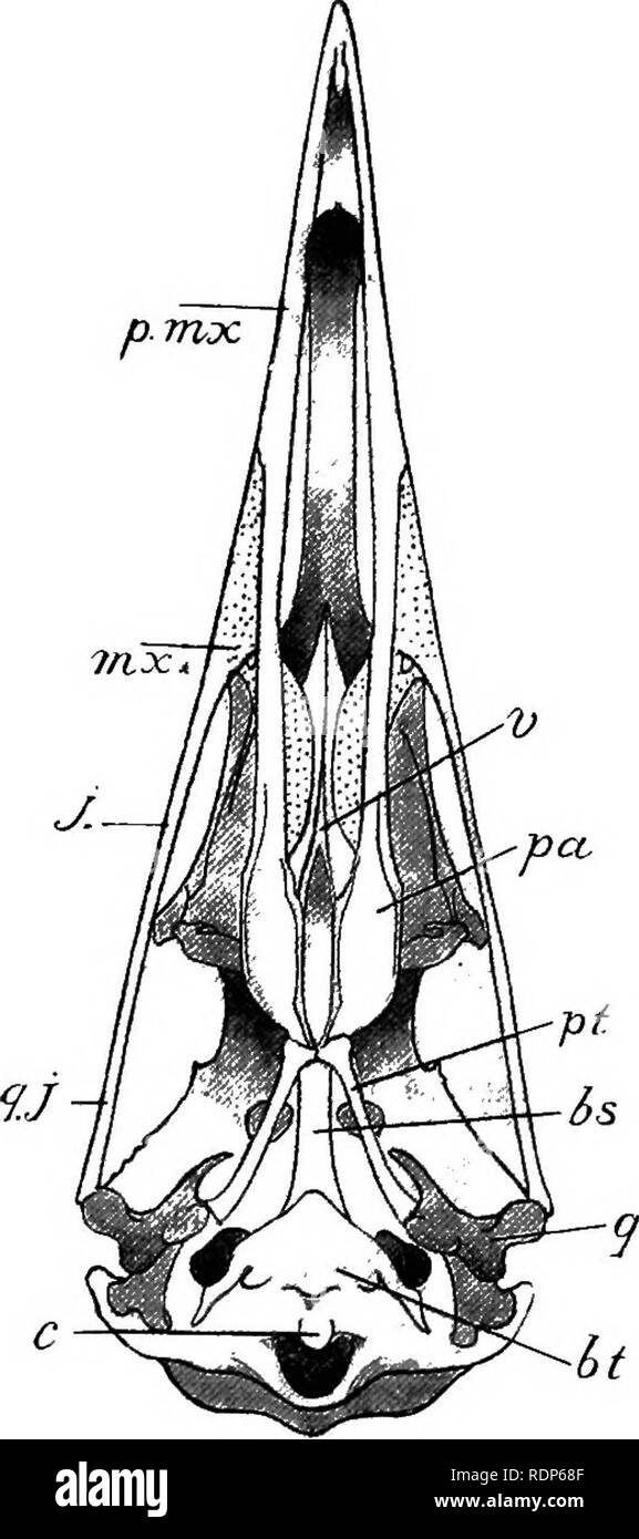 Uncinate Process Birds