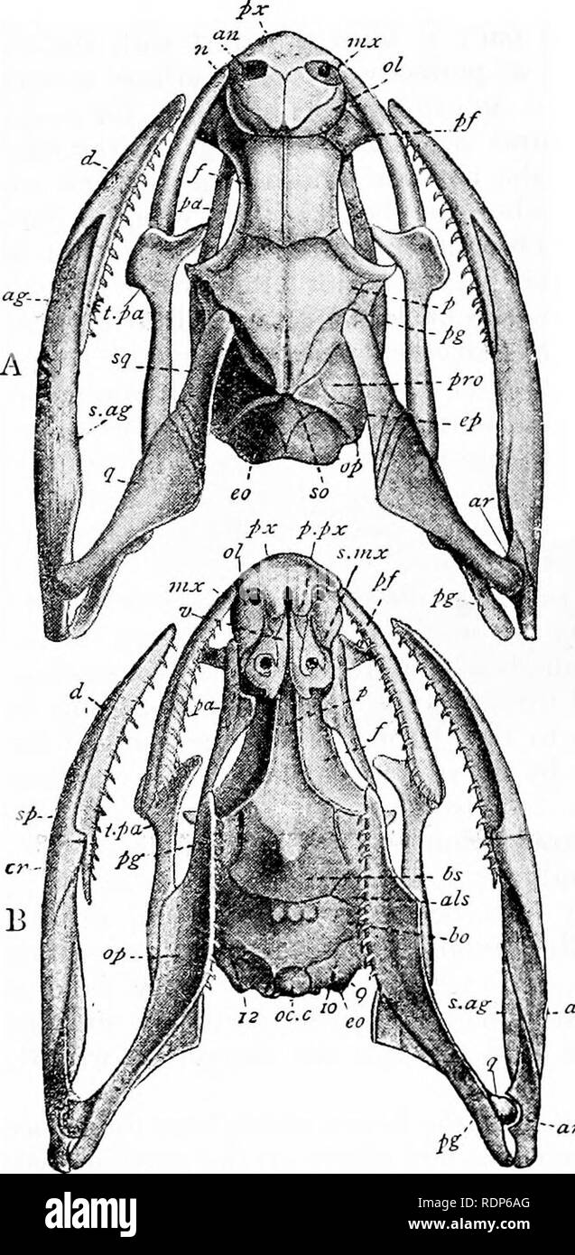 . Outlines of zoology. Zoology. 580 REPTILES.. Fig. 252.—Skull of grass ...