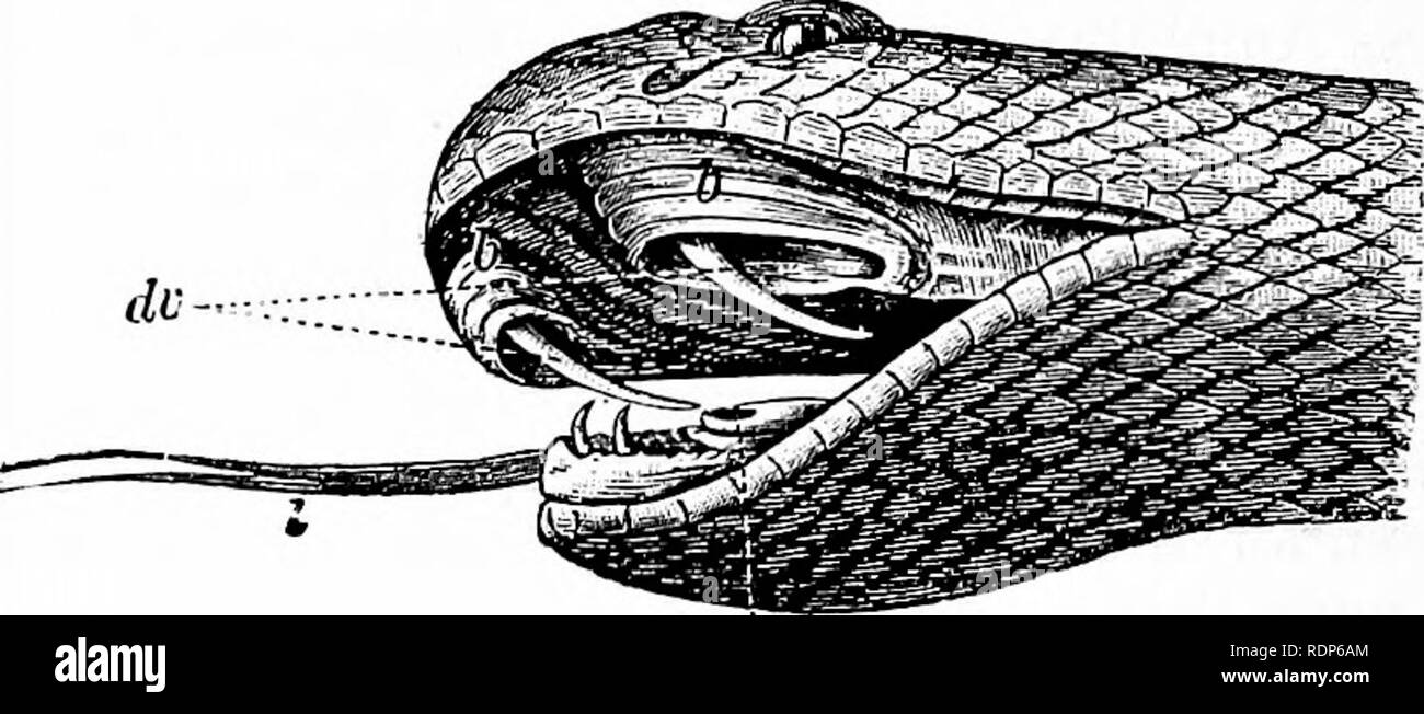 . Outlines of zoology. Zoology. 578 REPTILES. ing is often slightly ...
