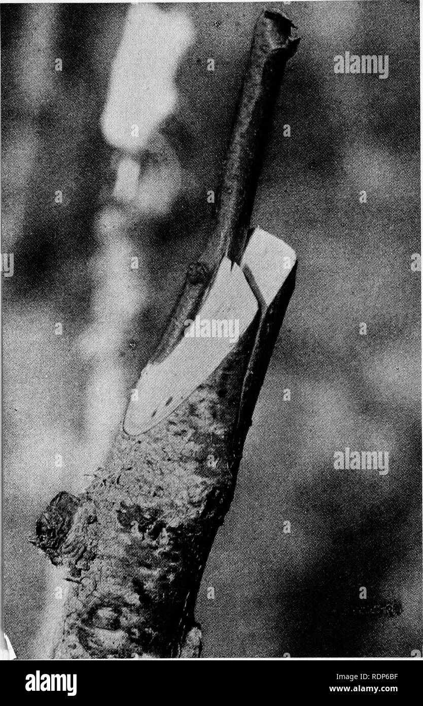 Cambium layers hi-res stock photography and images - Alamy