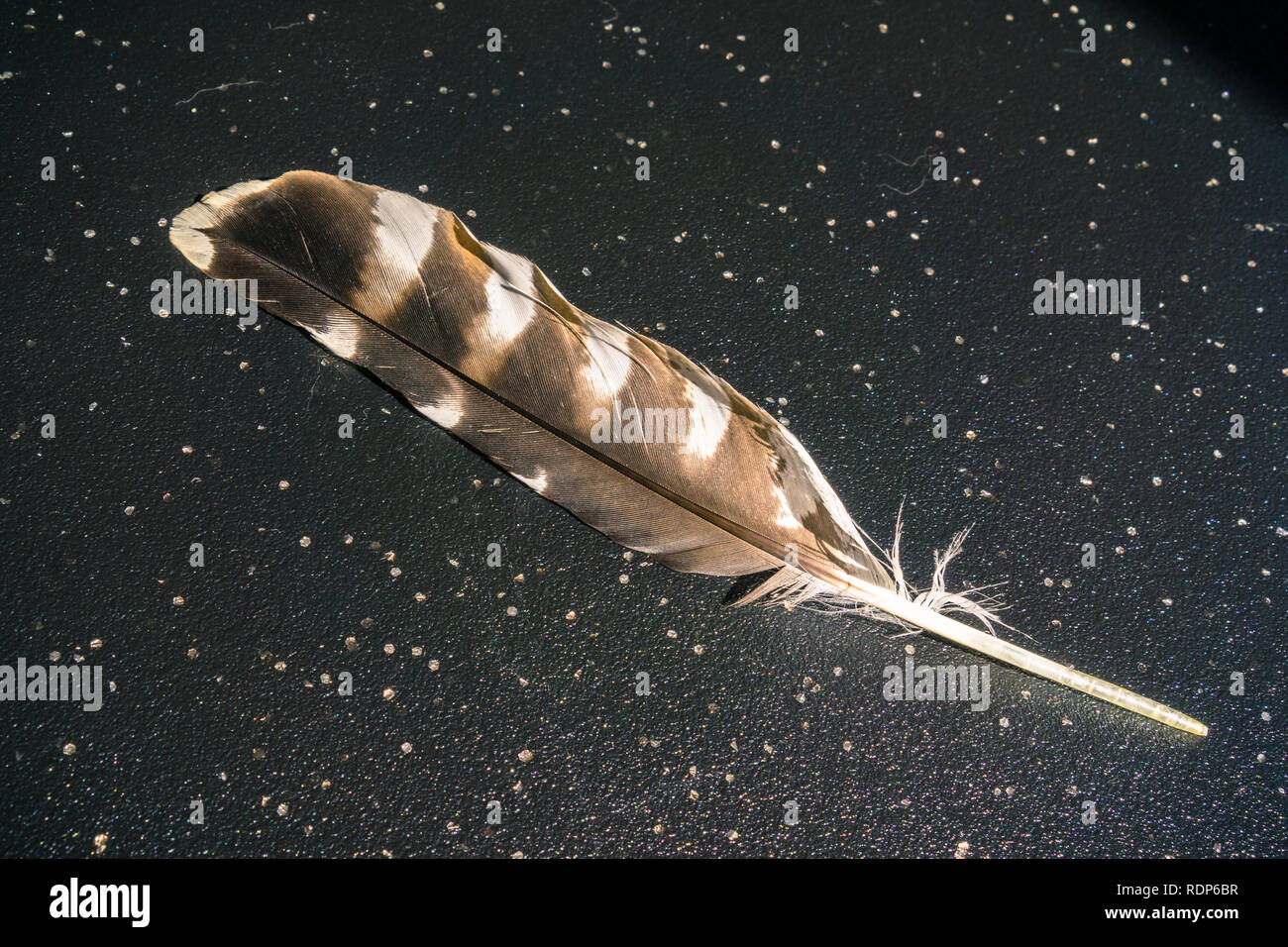 Raptor feather hi-res stock photography and images - Alamy