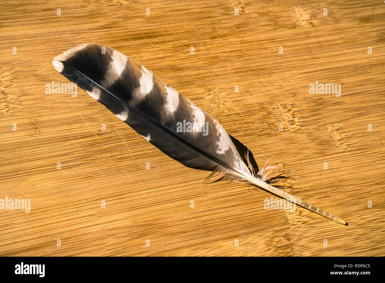 Eagle feather texture hi-res stock photography and images - Alamy