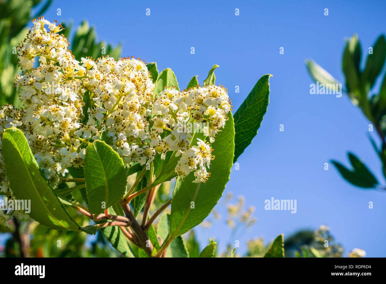 Toyon tree hi-res stock photography and images - Alamy