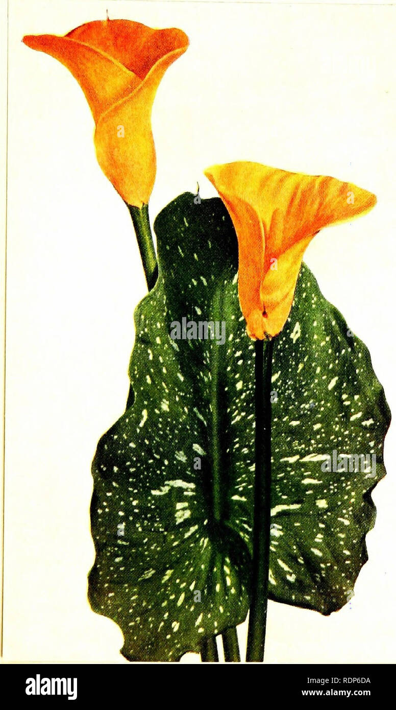 . Luther Burbank, his methods and discoveries and their practical ...