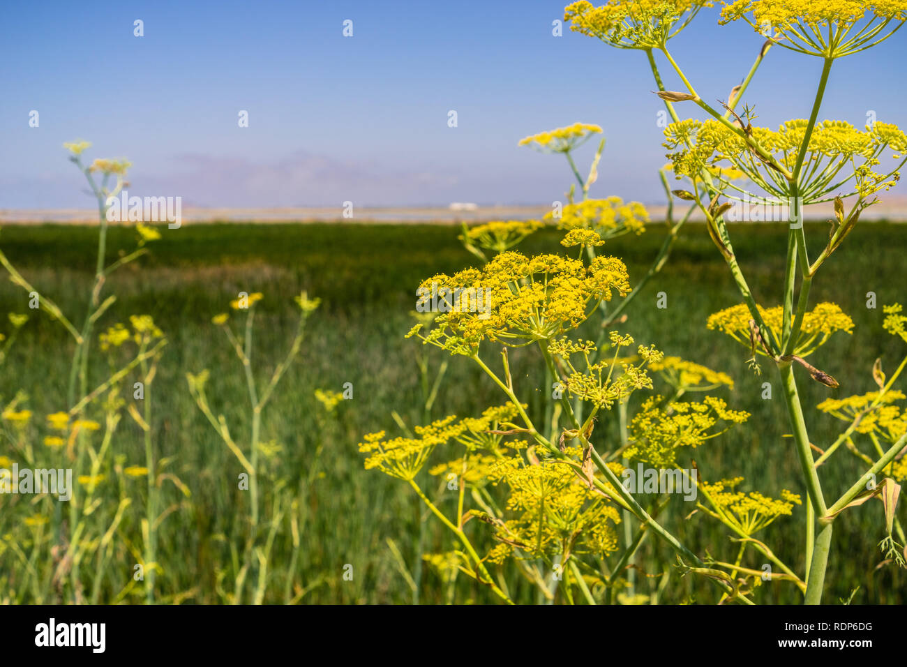 Fennel (Foeniculum vulgare) blooming wild on the levees of the marshes ...