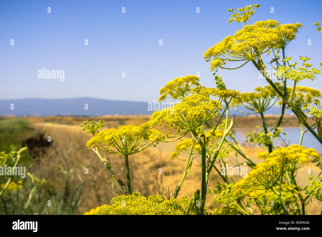 Fennel (Foeniculum vulgare) blooming wild on the levees of the marshes ...