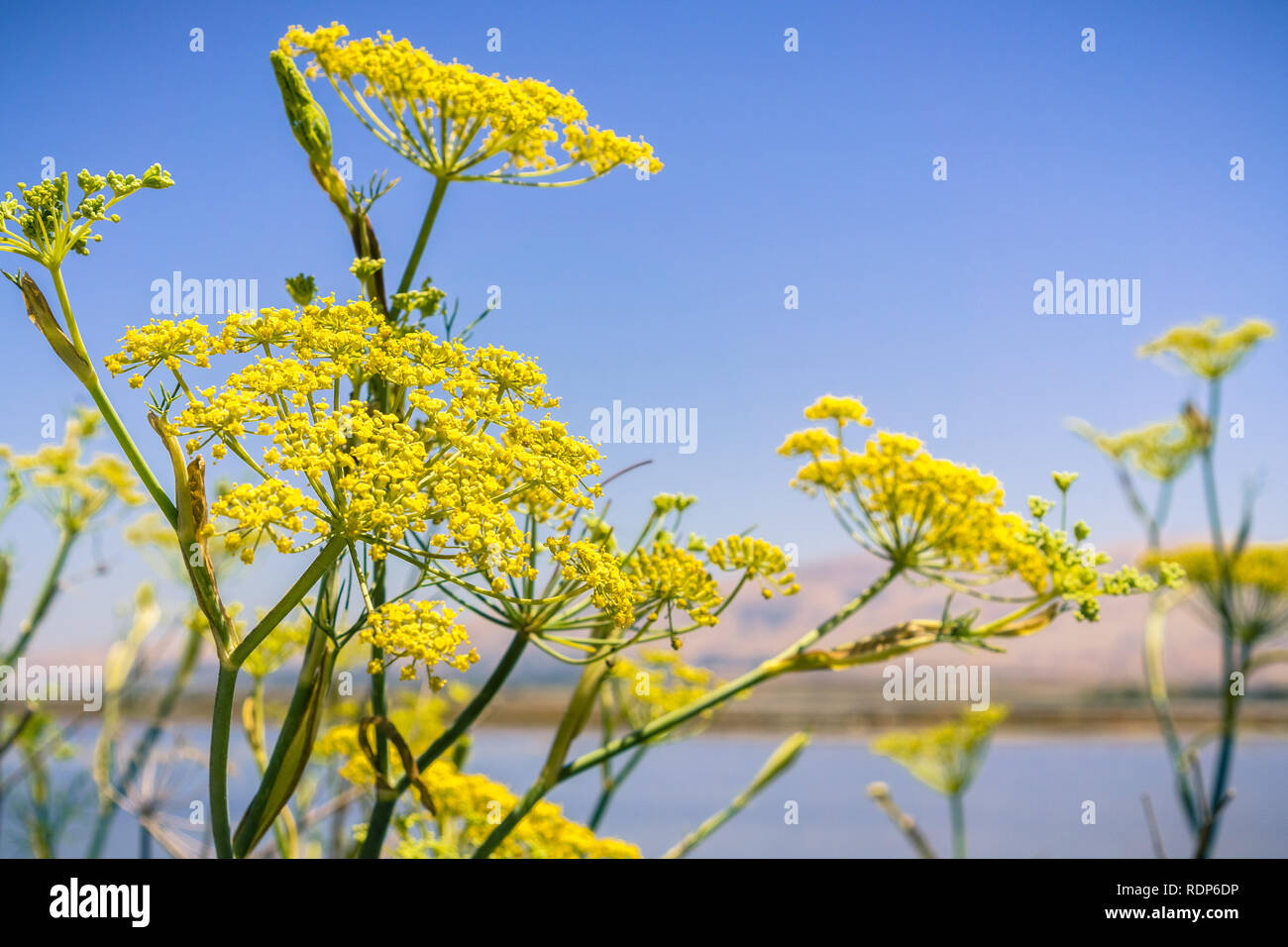 Fennel (Foeniculum vulgare) blooming wild on the levees of the marshes ...