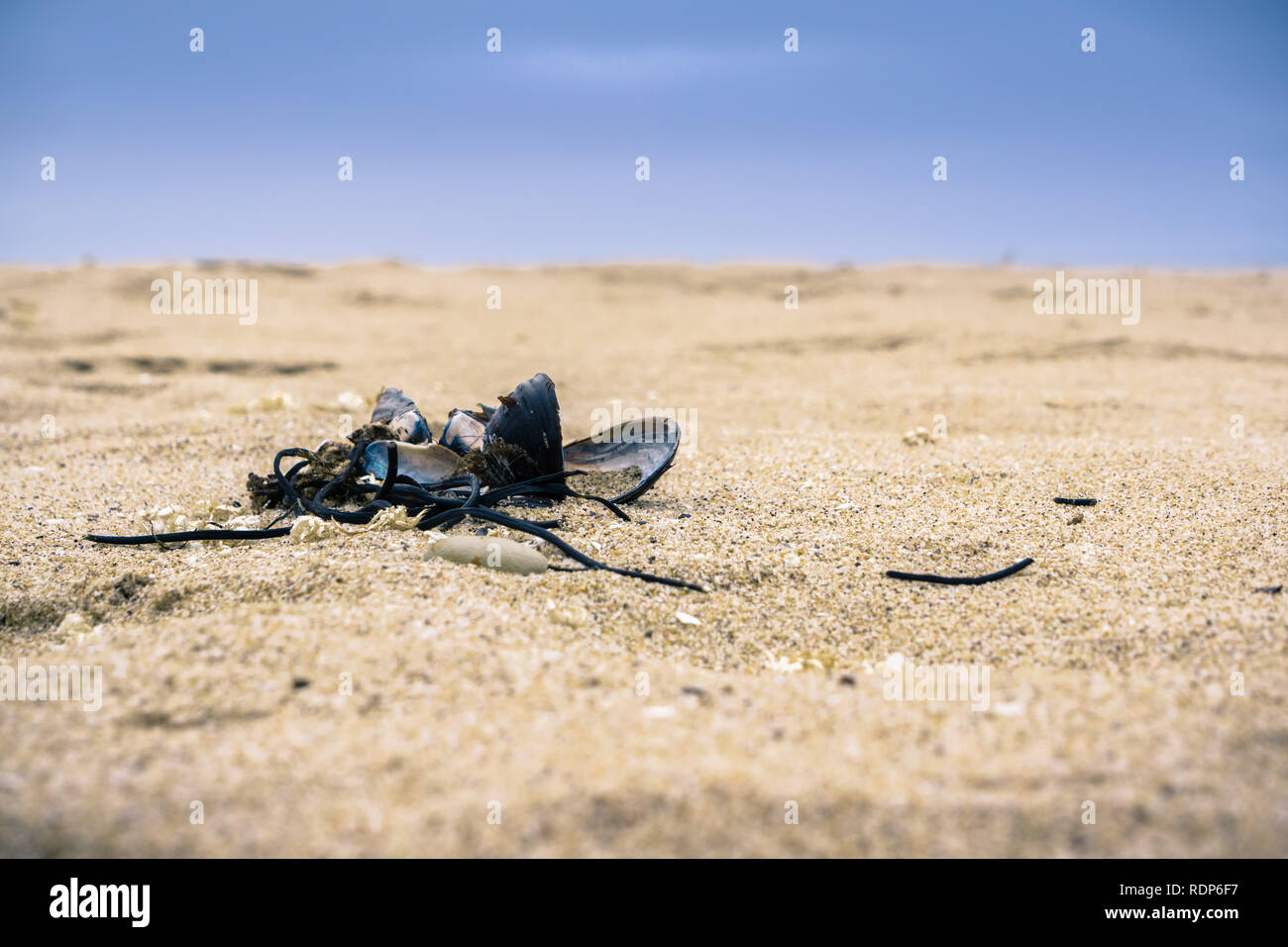 Mussels shells brought to shore by a storm, Pacific Ocean coastline ...