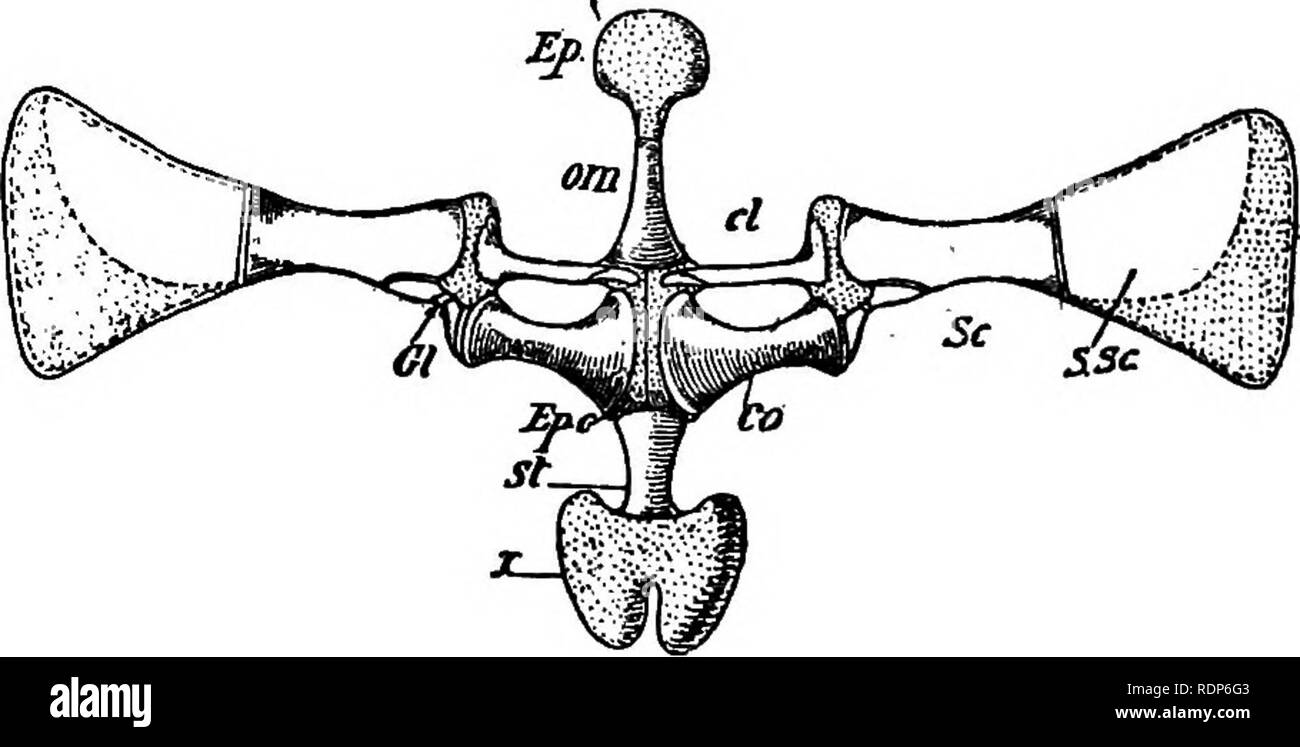 Xiphisternum hi-res stock photography and images - Alamy