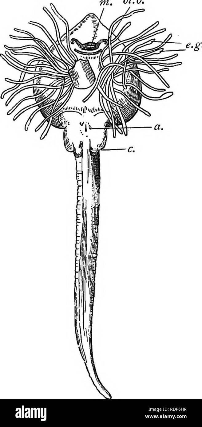 Claspers shark hi-res stock photography and images - Alamy