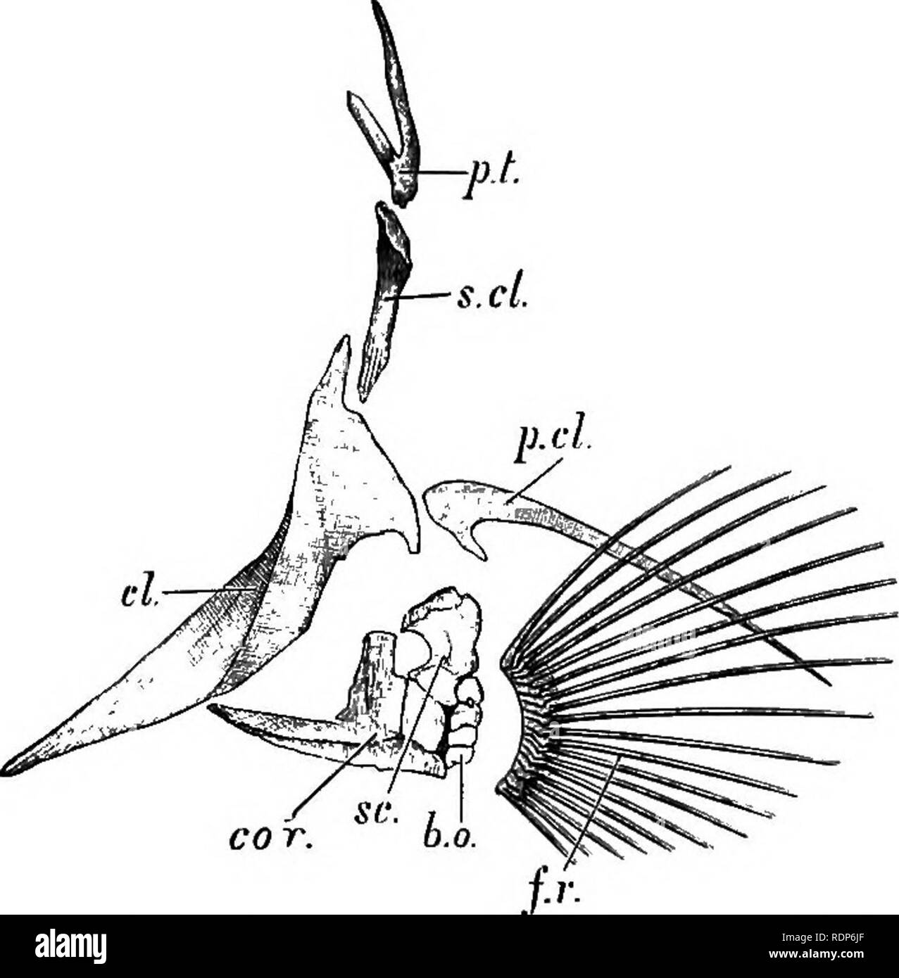 Cod skeleton hi-res stock photography and images - Alamy